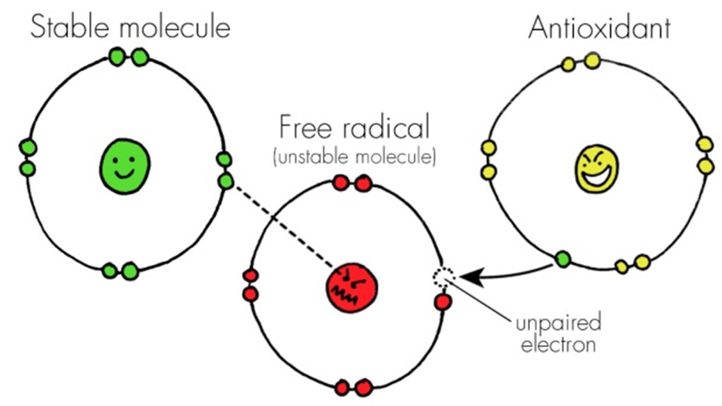 How antioxidants protect your skin How antioxidants protect your skin